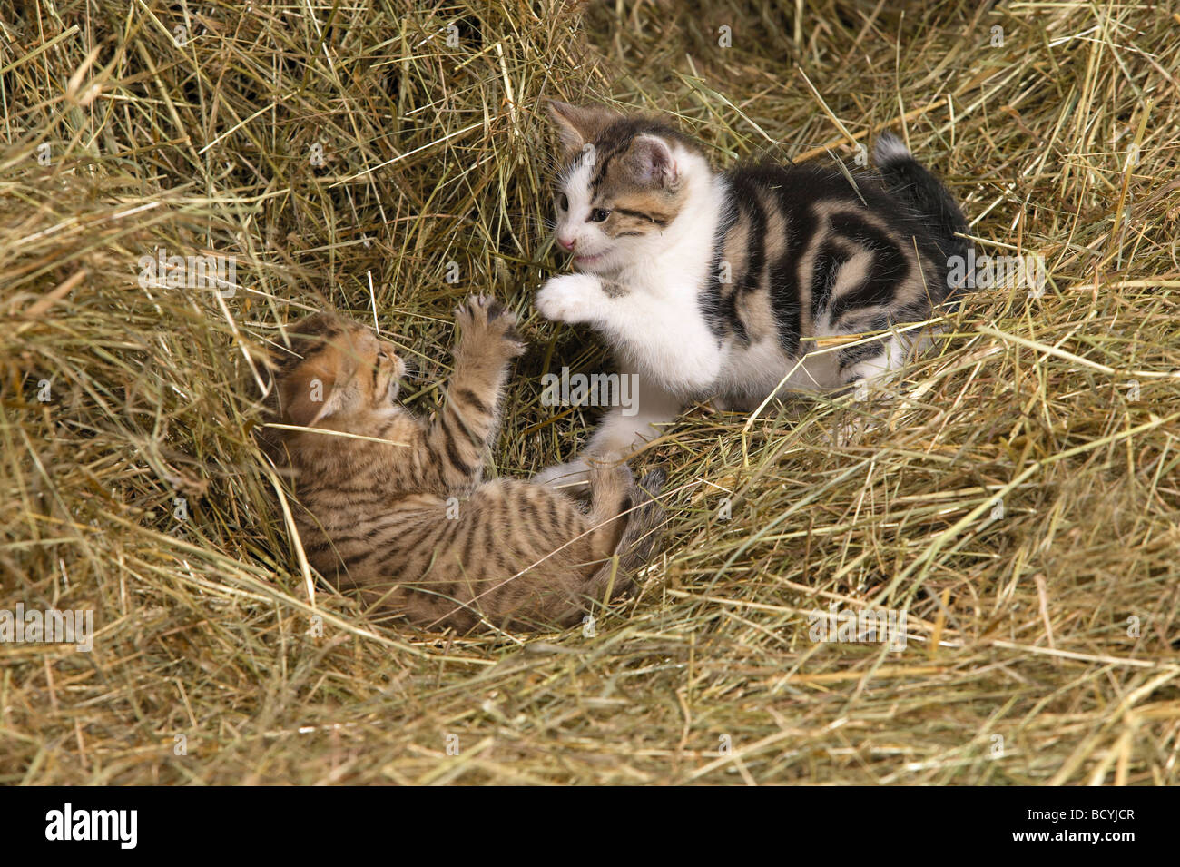 Two kittens in straw hi-res stock photography and images - Alamy