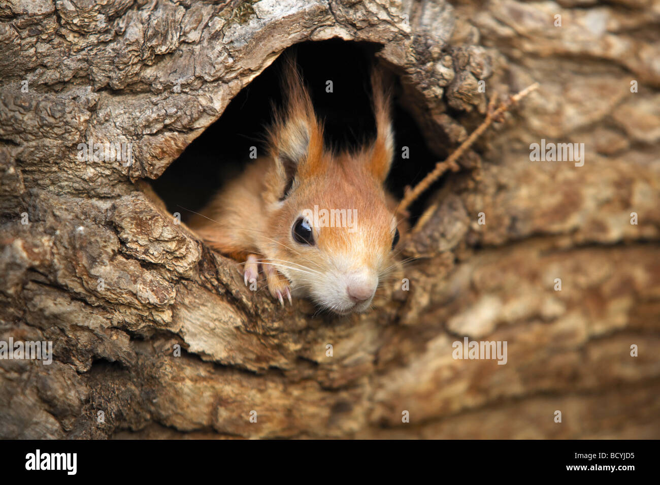 squirrel looking out of hole Stock Photo - Alamy