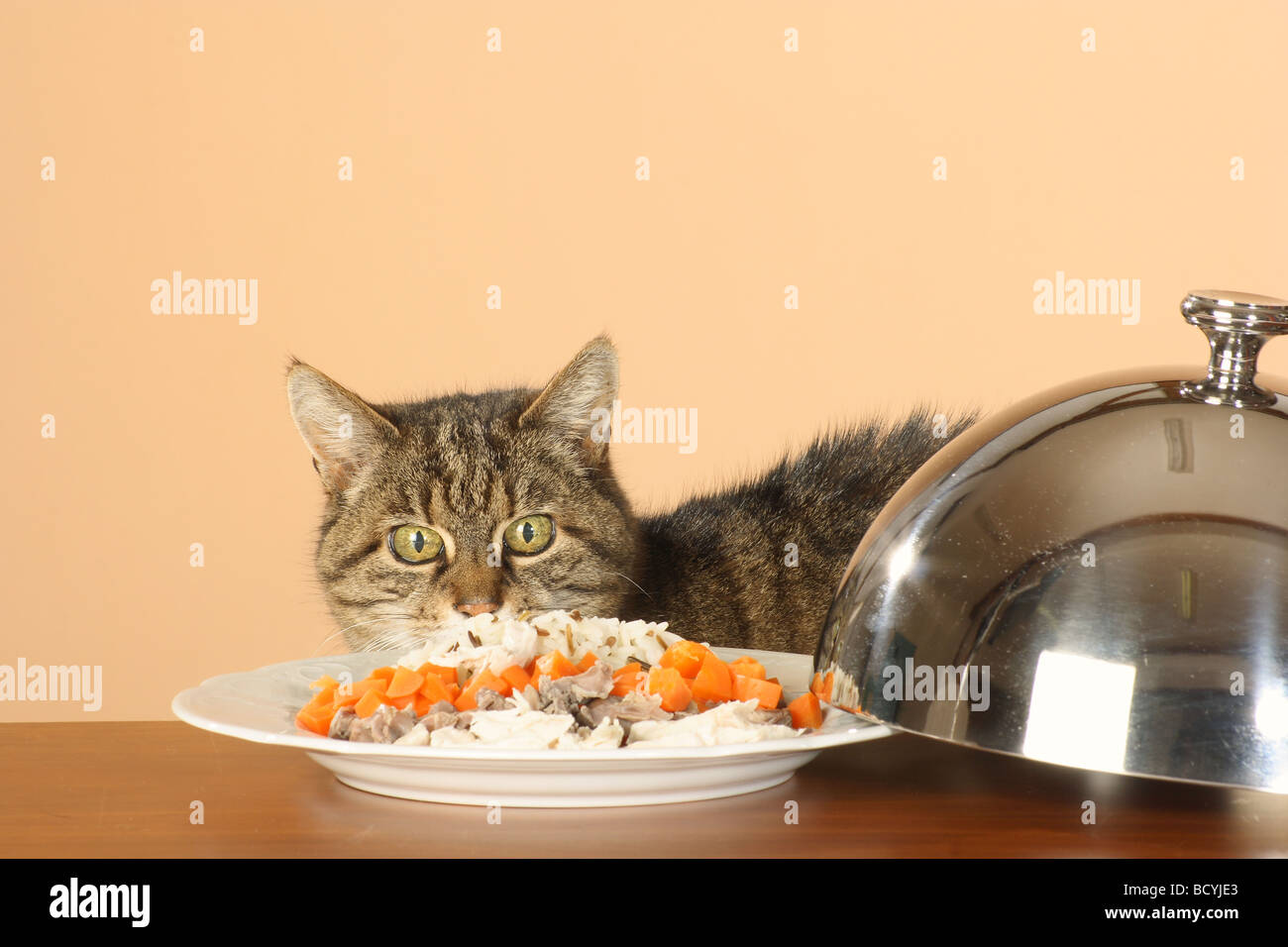 tabby domestic cat at table with food Stock Photo - Alamy