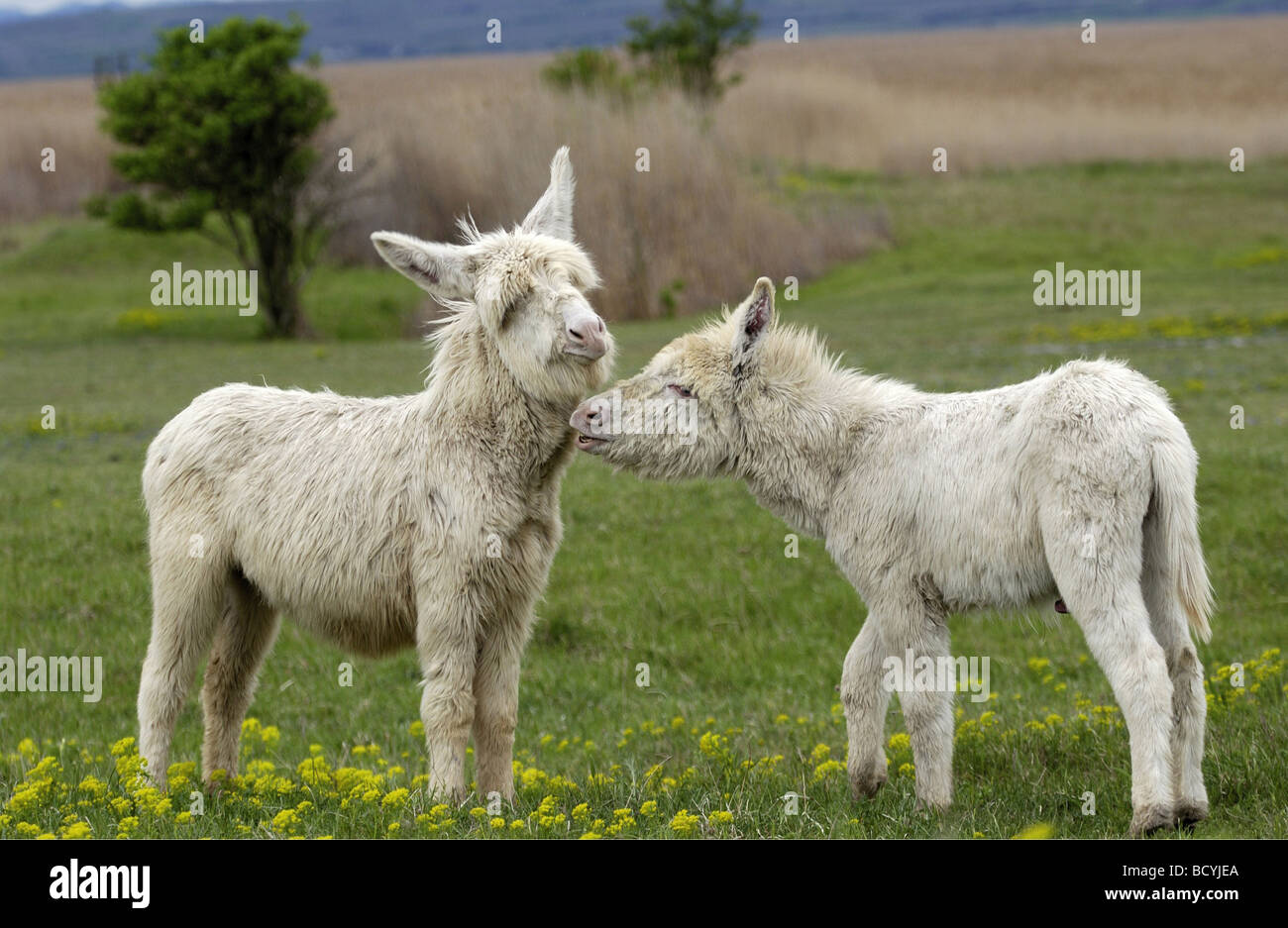 two white burros , donkey Stock Photo - Alamy