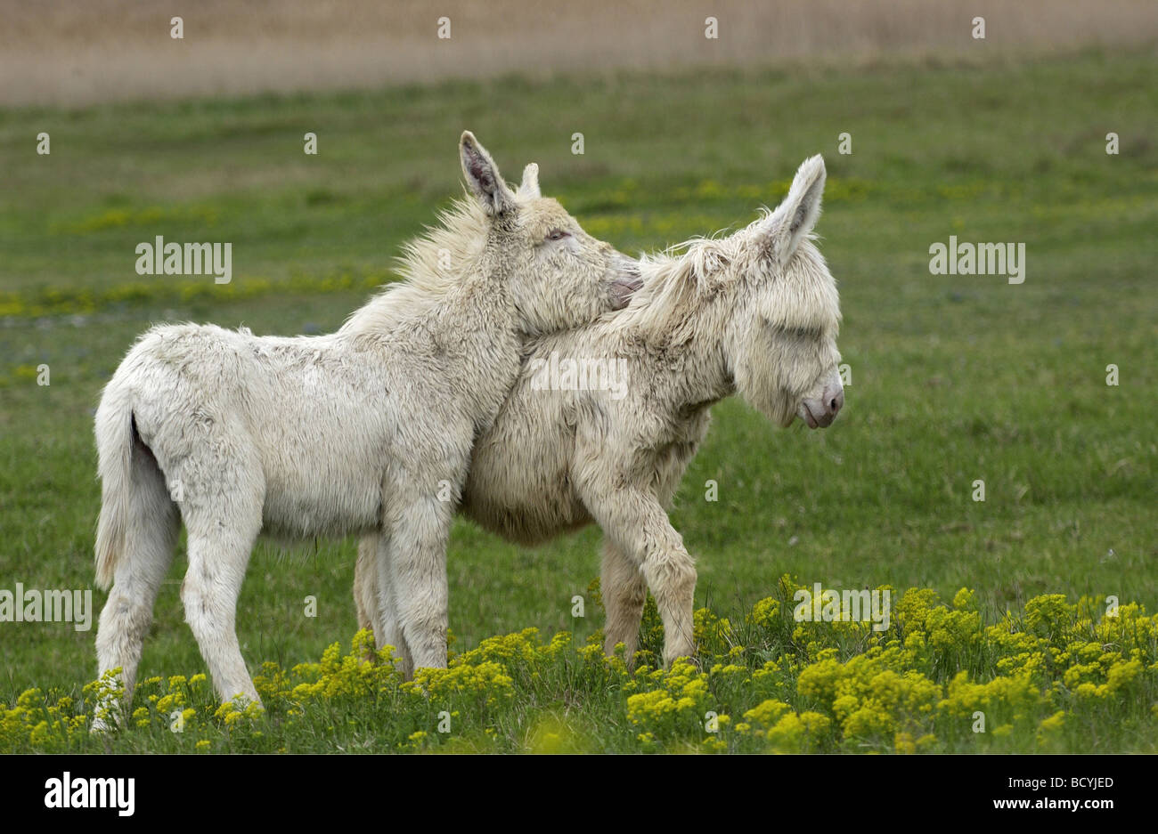 Two burros hi-res stock photography and images - Alamy