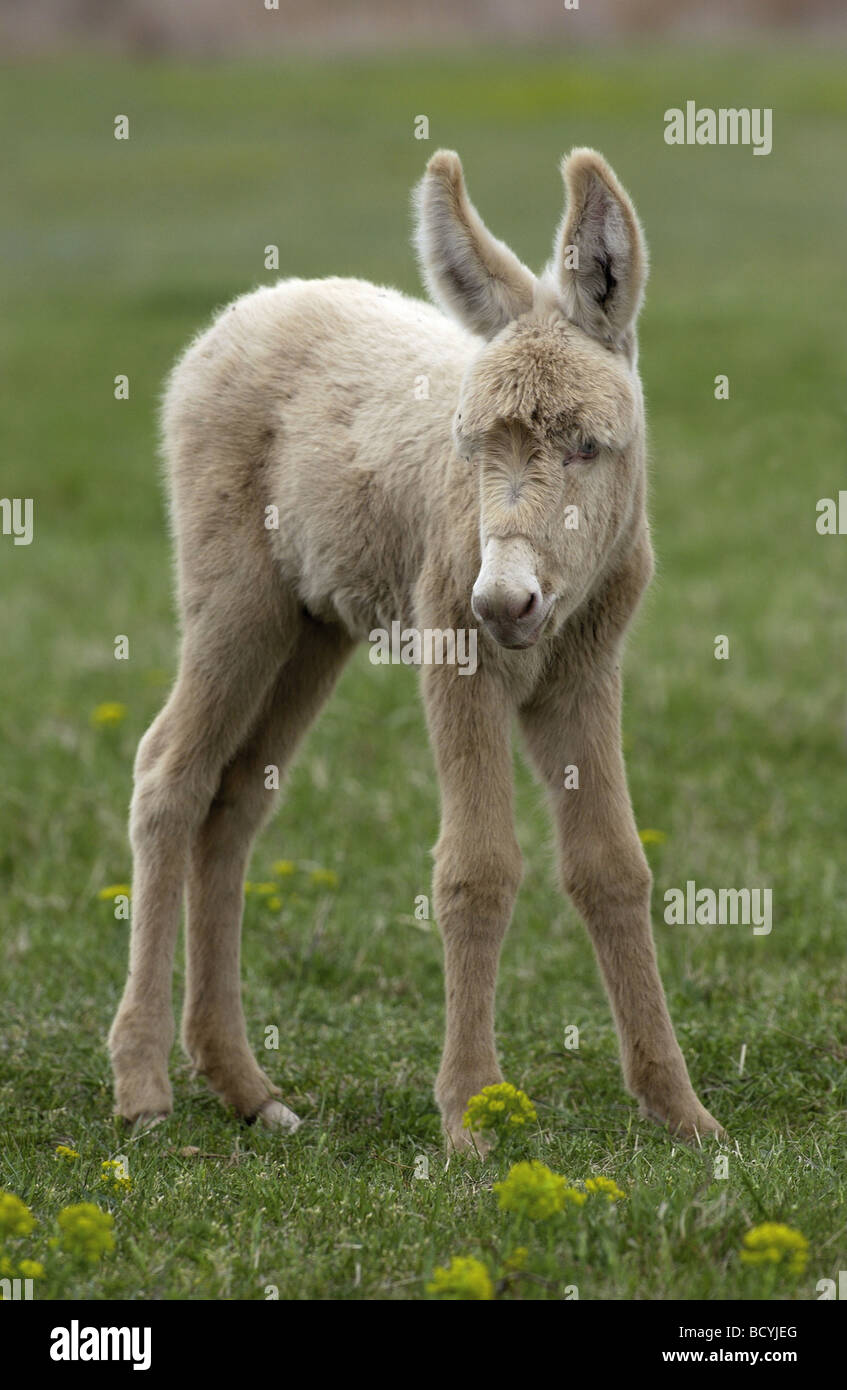 young white burro , donkey standing on meadow Stock Photo - Alamy