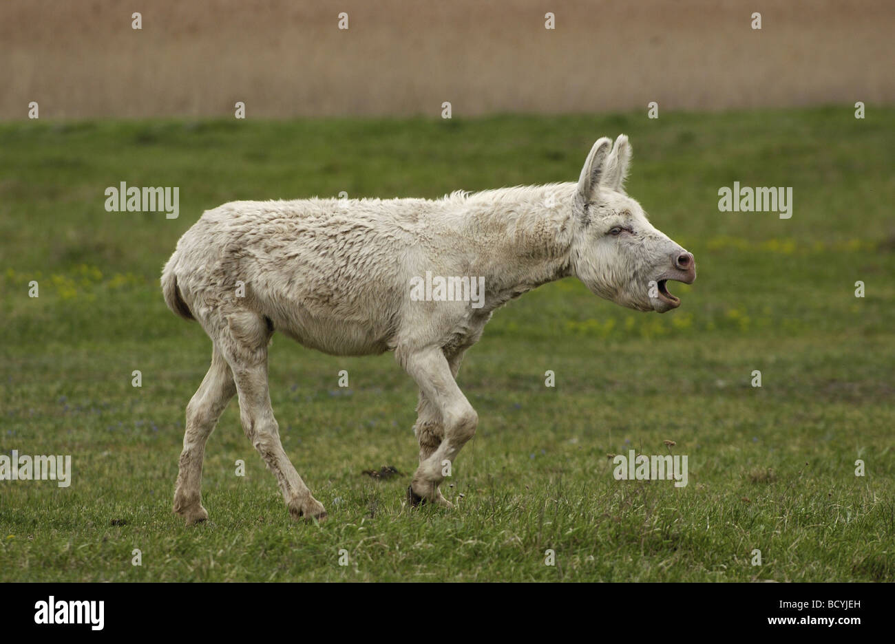 white burro , donkey walking on meadow Stock Photo - Alamy