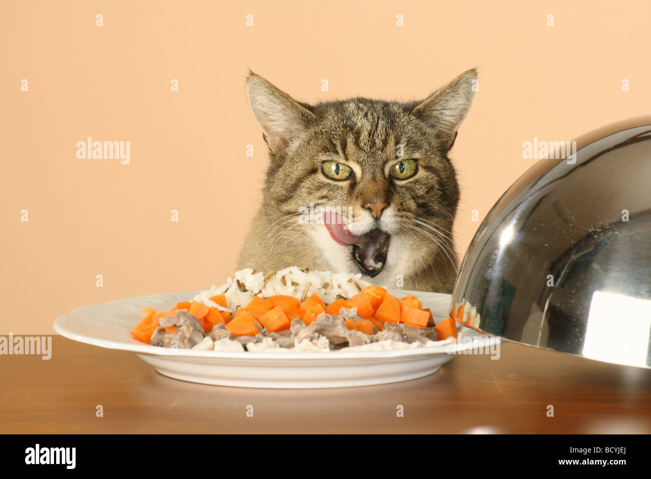 tabby domestic cat at table with food Stock Photo - Alamy