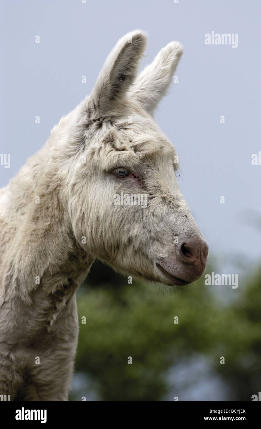 white burro , donkey Stock Photo - Alamy