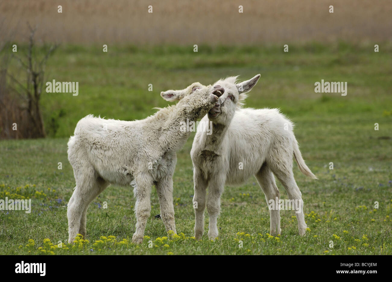two white burros , donkey Stock Photo - Alamy