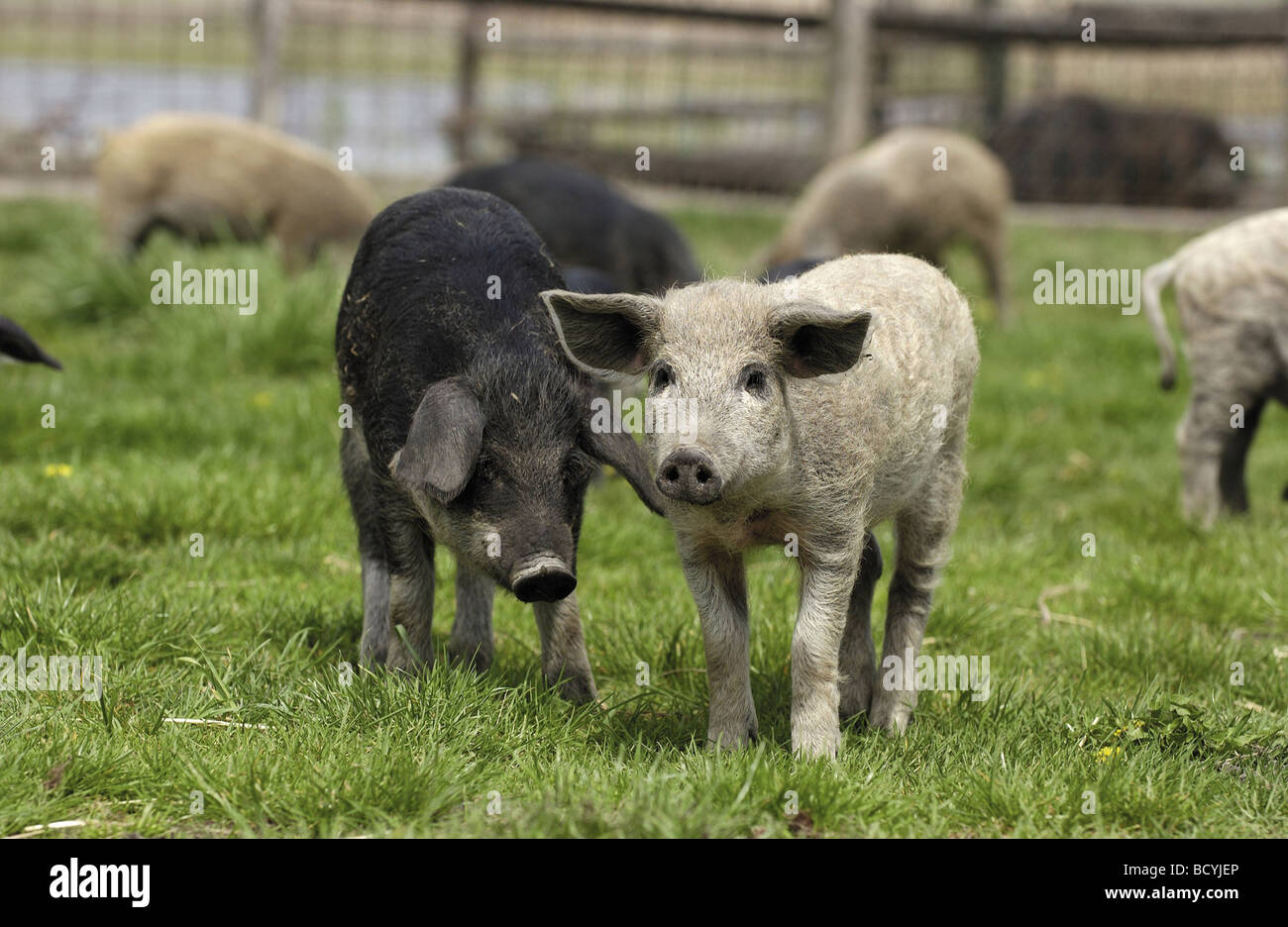 Two pigs hi-res stock photography and images - Alamy