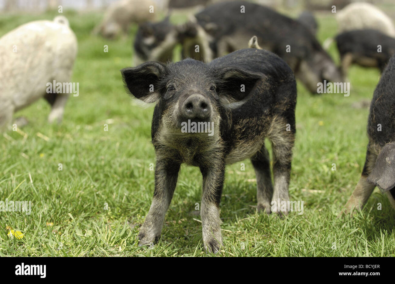 Wool pigs hi-res stock photography and images - Alamy