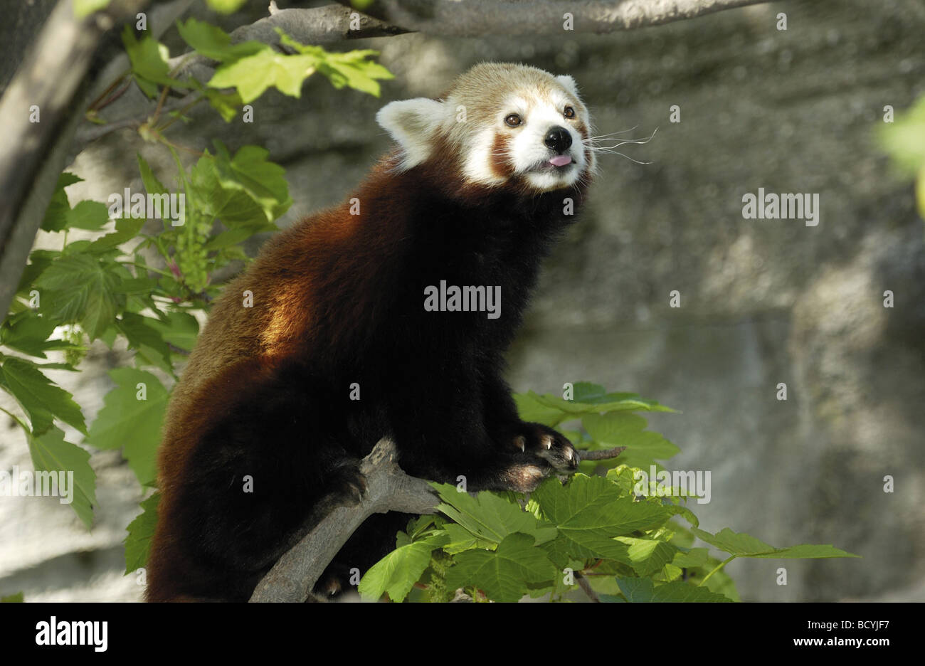 lesser panda , red panda on branch / Ailurus fulgens Stock Photo - Alamy