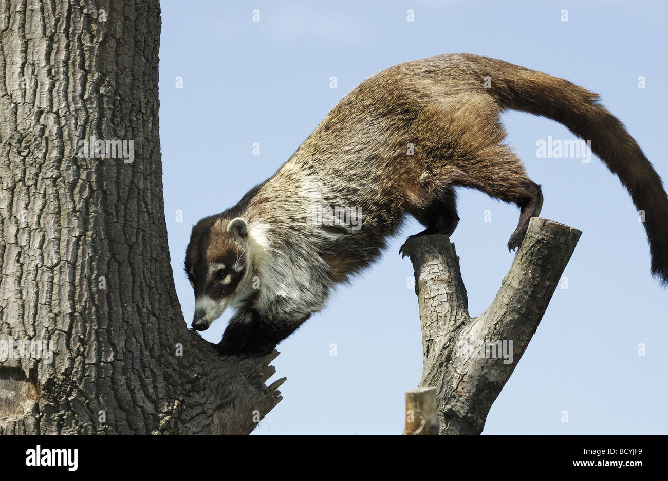 Pizote, White-nosed Coati, Antoon (Nasua narica) on a branch Stock ...
