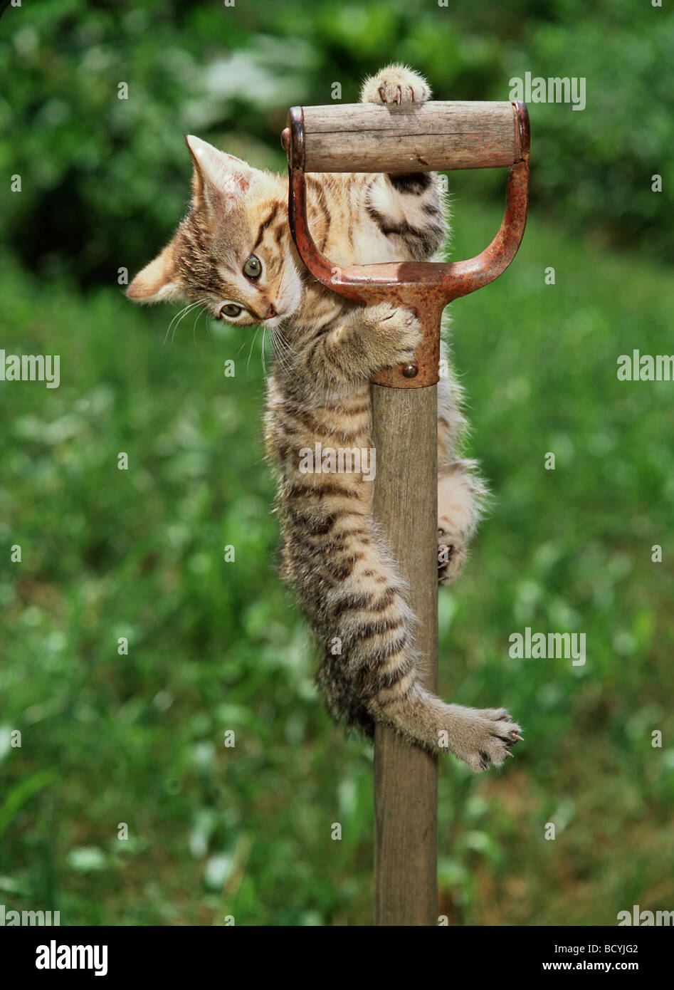 Spade cat hi-res stock photography and images - Alamy