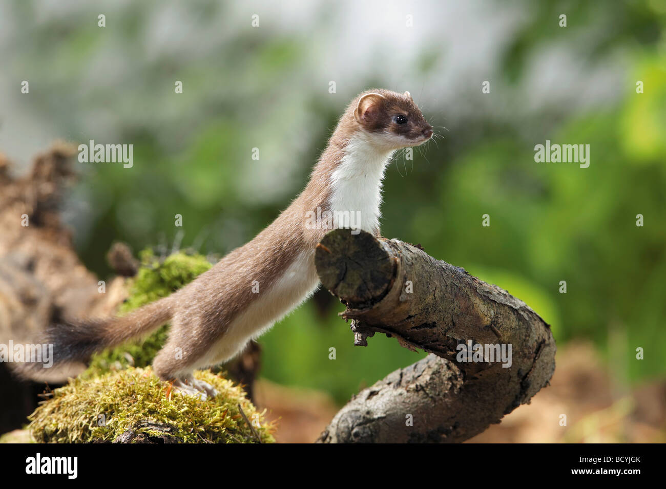 Stoats ermine hi-res stock photography and images - Alamy
