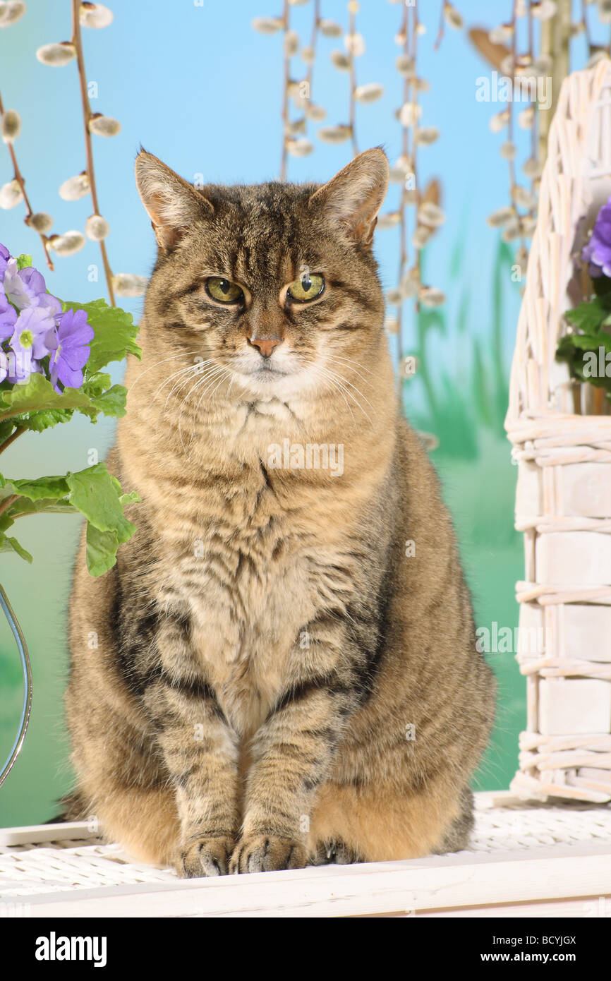 tabby domestic cat - sitting Stock Photo - Alamy