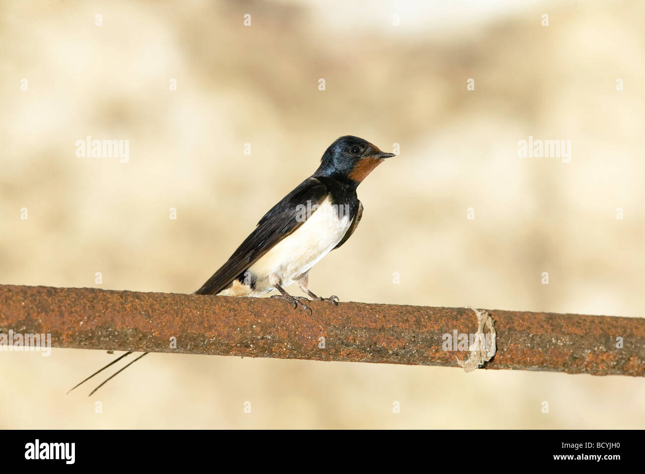 swallow on bar / Hirundo rustica Stock Photo - Alamy