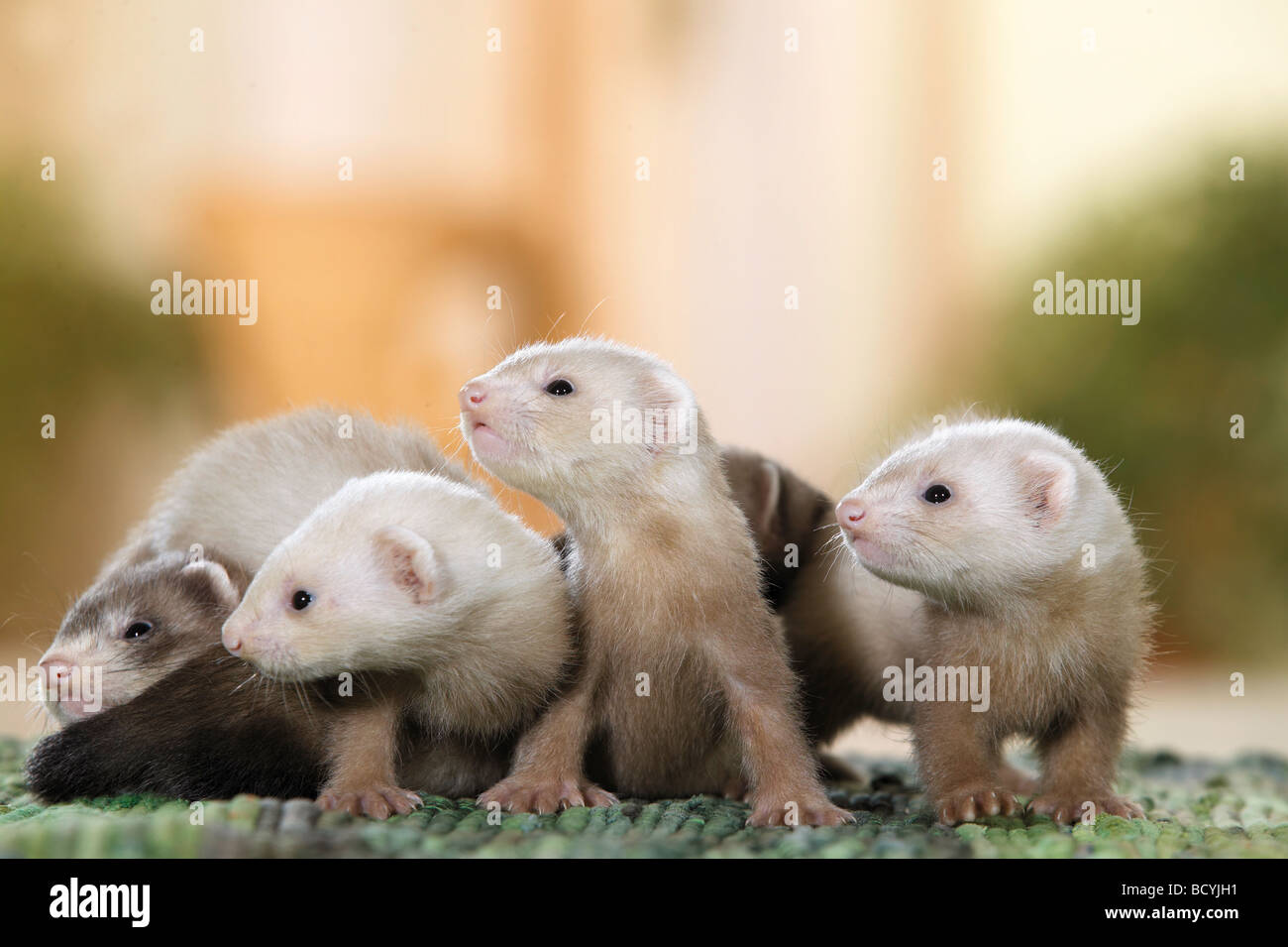 young domestic polecats / Mustela putorius f. furo Stock Photo - Alamy