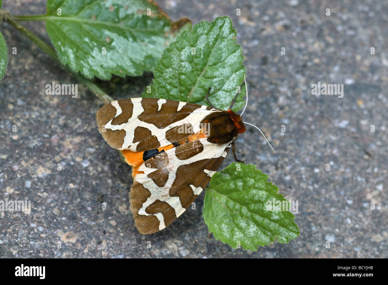 garden tiger ( moth Stock Photo - Alamy