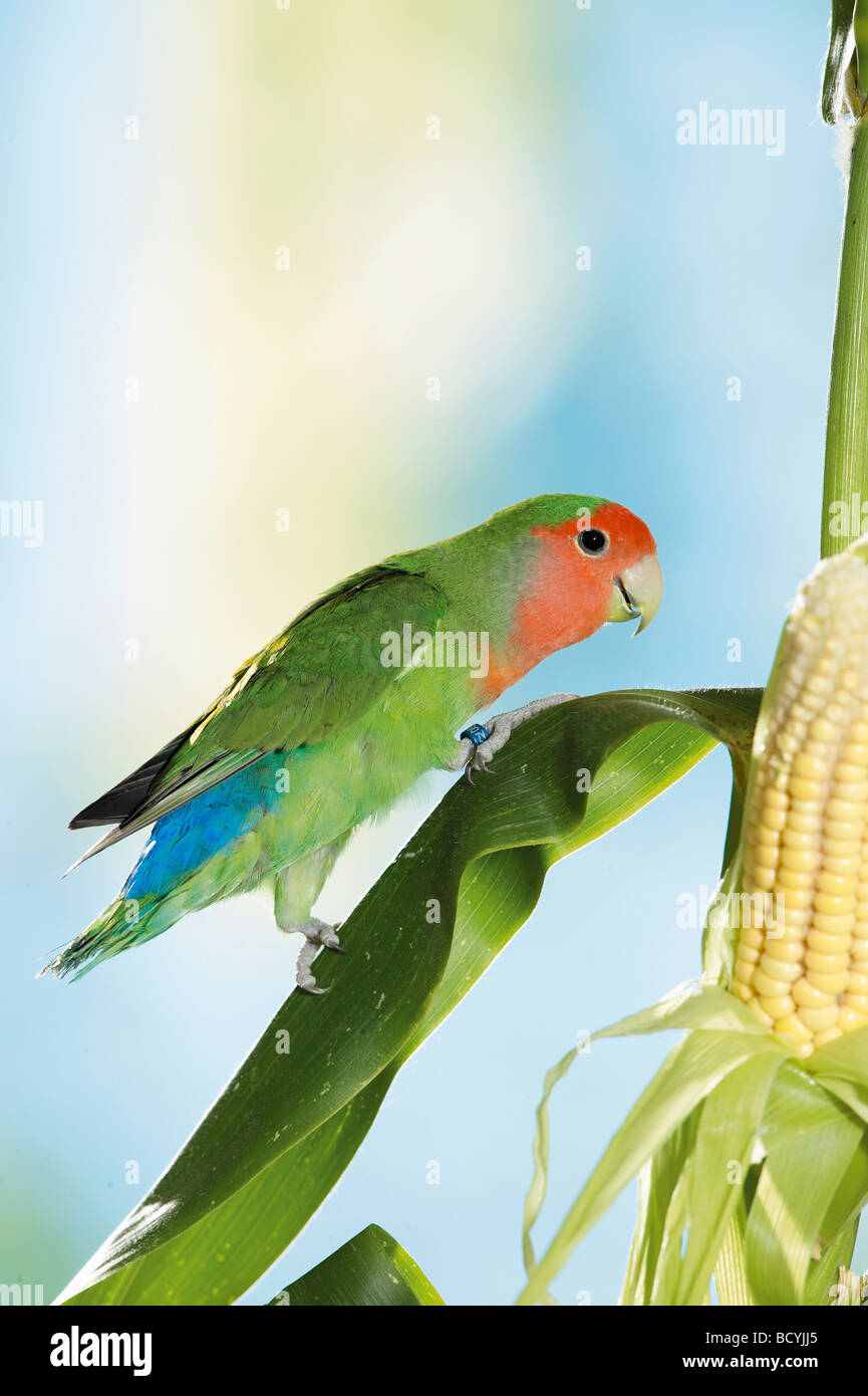 Bird corn cob hi-res stock photography and images - Alamy