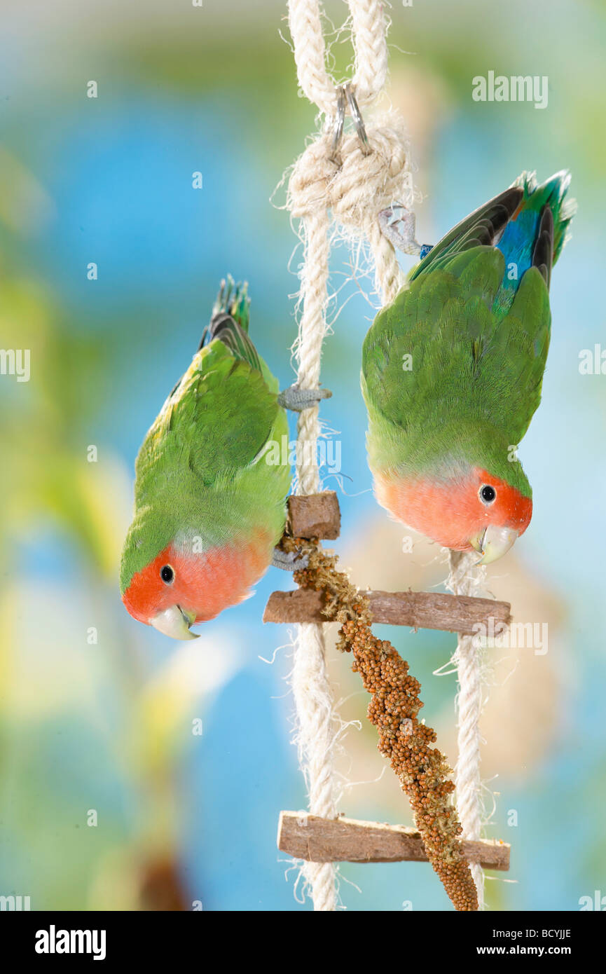 two peach-faced lovebirds at climbing-rope / Agapornis roseicollis ...