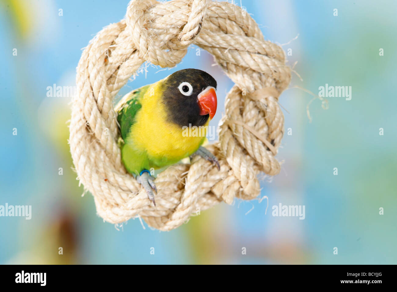 Masked lovebirds hi-res stock photography and images - Alamy