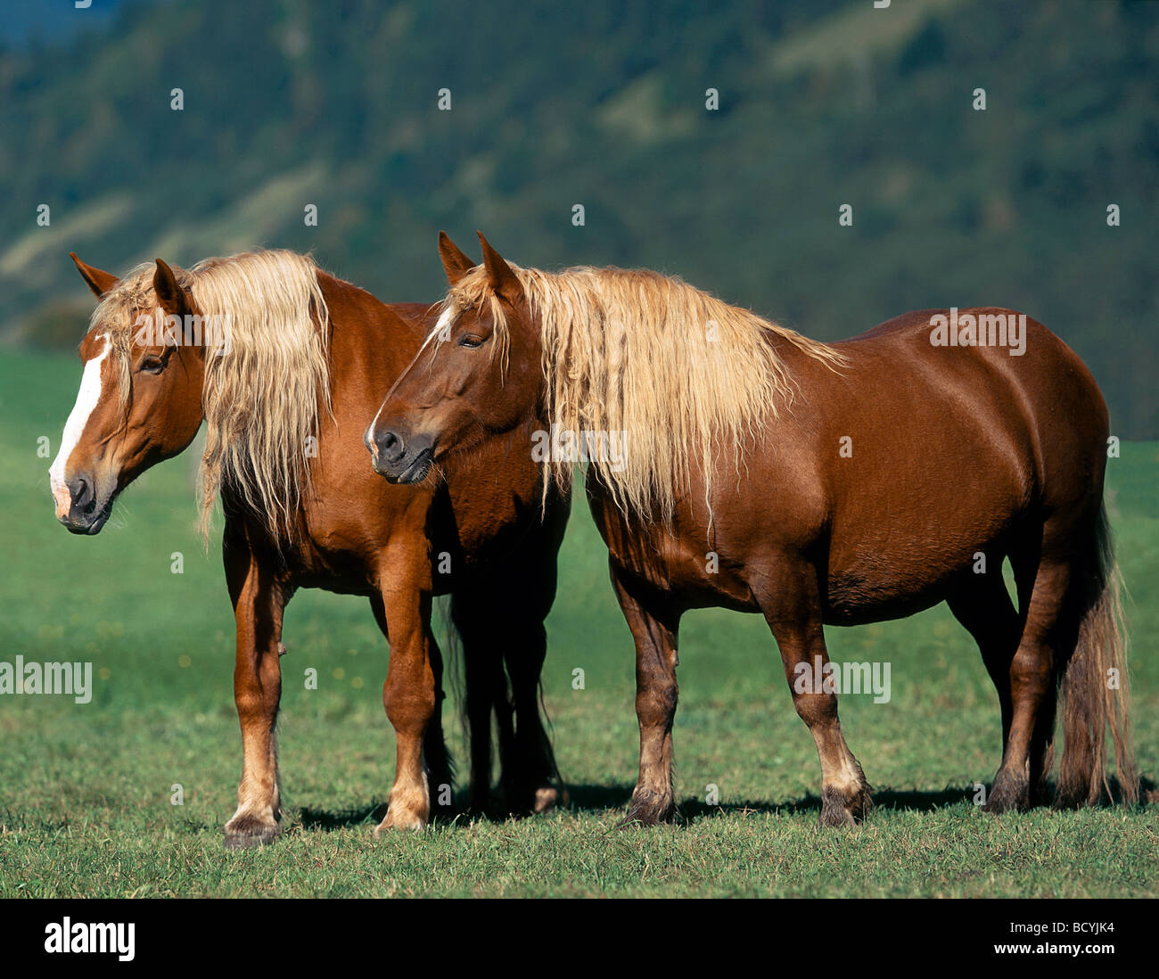 Pinzgau horse hi-res stock photography and images - Alamy