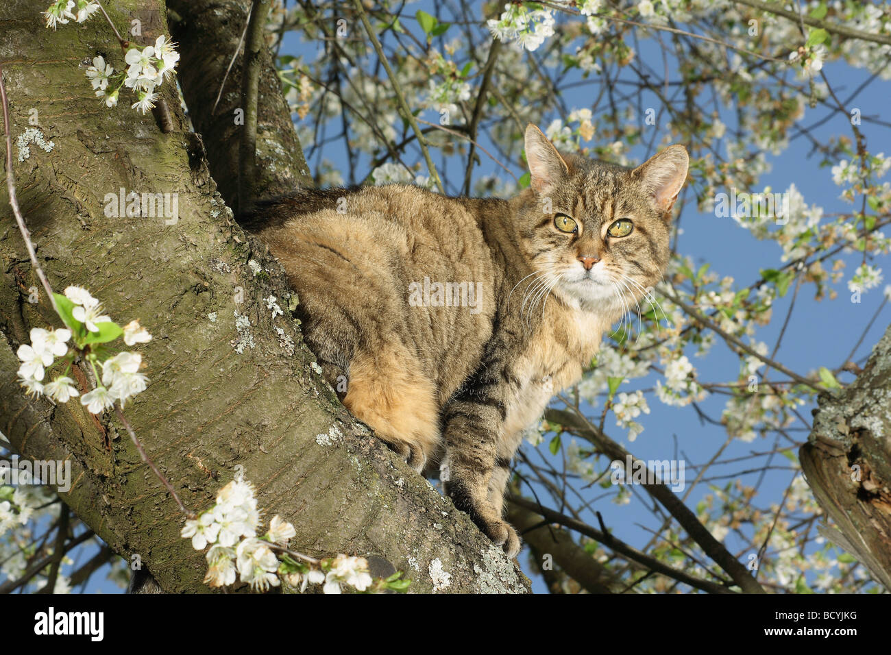 tabby domestic cat on tree Stock Photo - Alamy