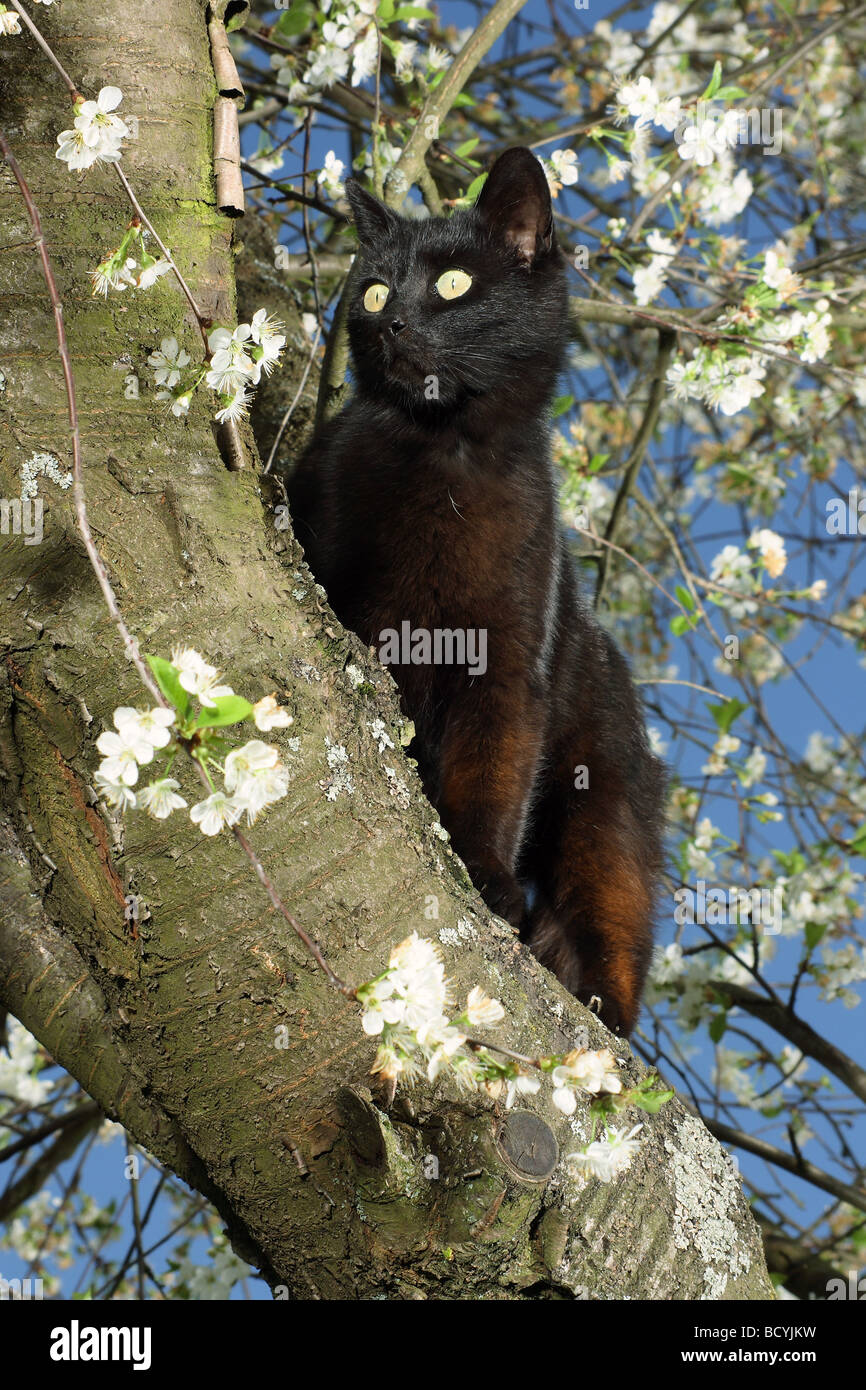 black cat on tree Stock Photo - Alamy