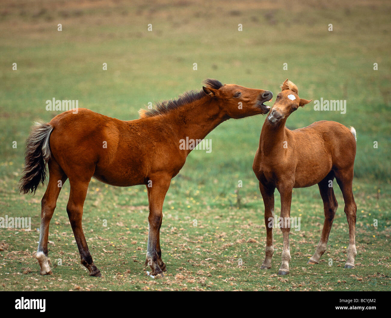 pony - foal playing on meadow Stock Photo - Alamy