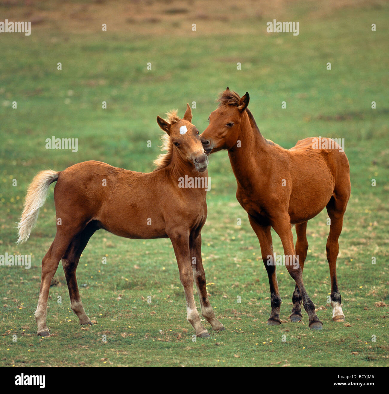pony - foal playing on meadow Stock Photo - Alamy