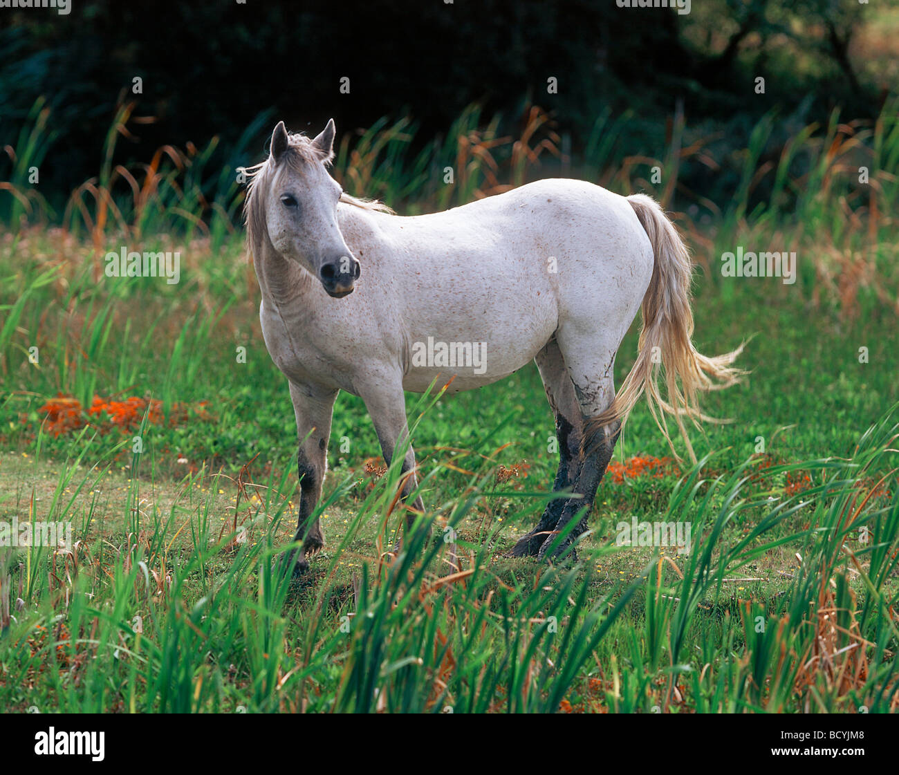 white pony on meadow Stock Photo - Alamy
