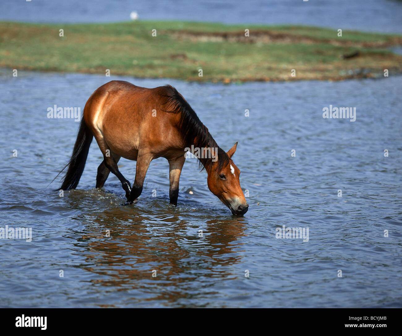 new forest pony standing in water - drinking Stock Photo - Alamy