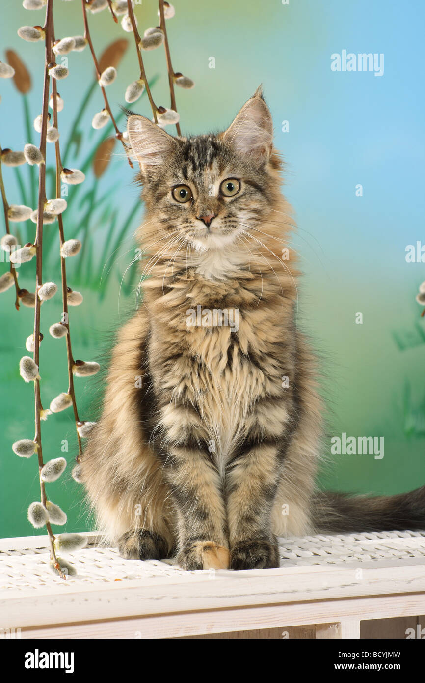 Maine Coon cat - sitting Stock Photo - Alamy