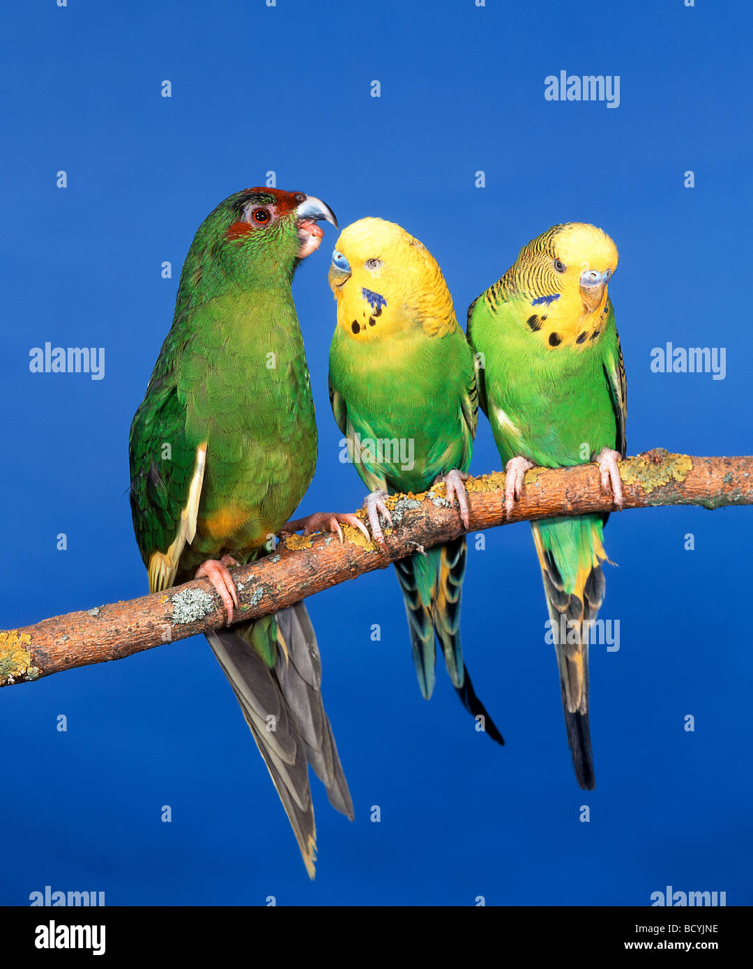 red-fronted parakeet with two parakeet / Cyanoramphus novaezelandiae ...
