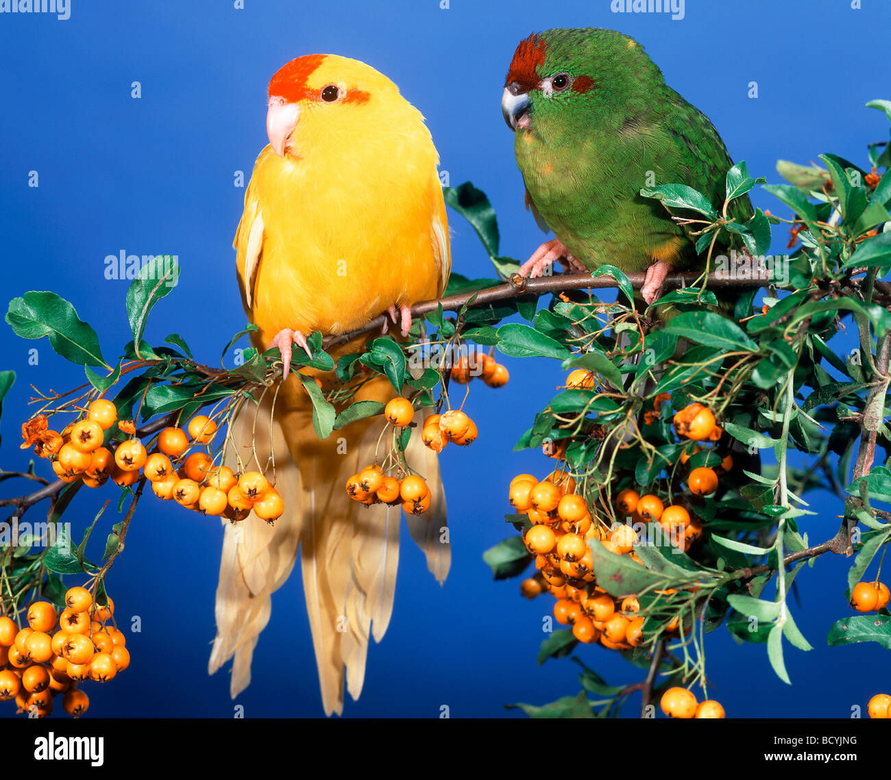 two red-fronted parakeets on branch / Cyanoramphus novaezelandiae Stock ...