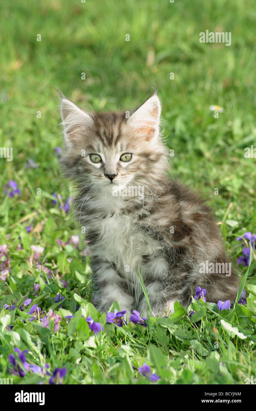 Maine Coon cat - kitten sitting on meao Stock Photo - Alamy