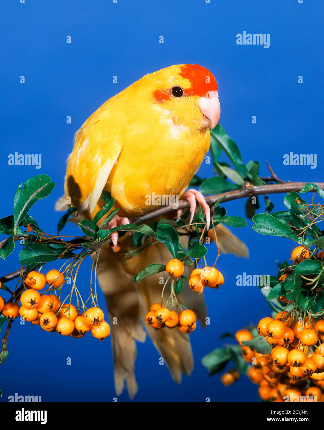 red-fronted parakeet - female on branch / Cyanoramphus novaezelandiae ...