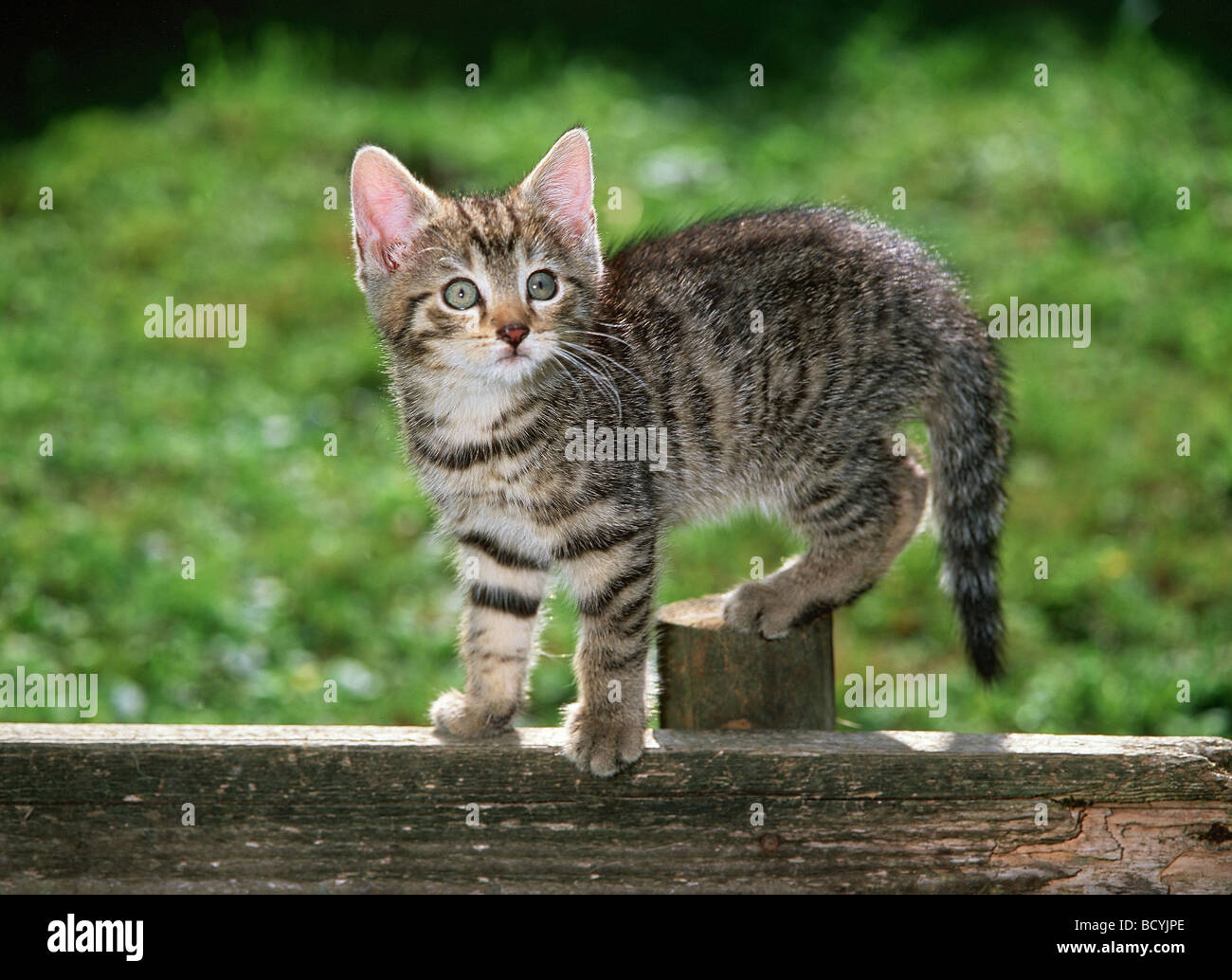 kitten standing on fence Stock Photo - Alamy