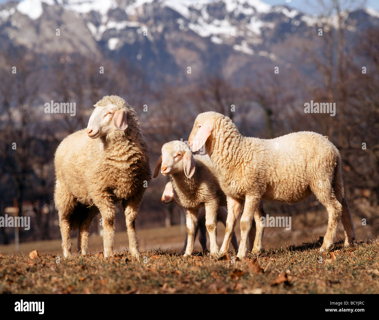 three sheep / Ovis aries Stock Photo - Alamy