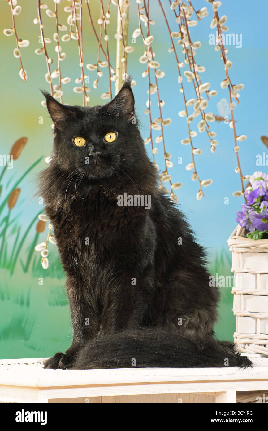 Maine Coon cat - sitting Stock Photo - Alamy