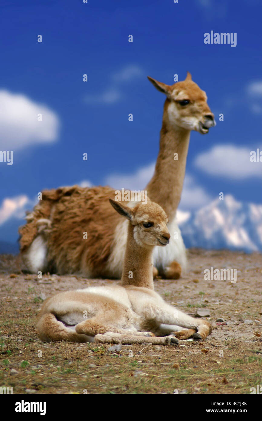 Vicuna mother hi-res stock photography and images - Alamy