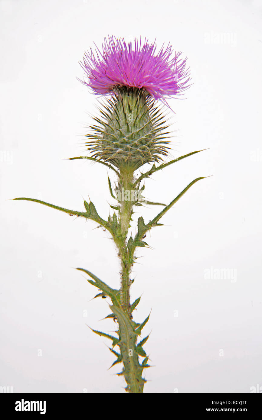 Common Thistle Cirsium vulgare Stock Photo - Alamy