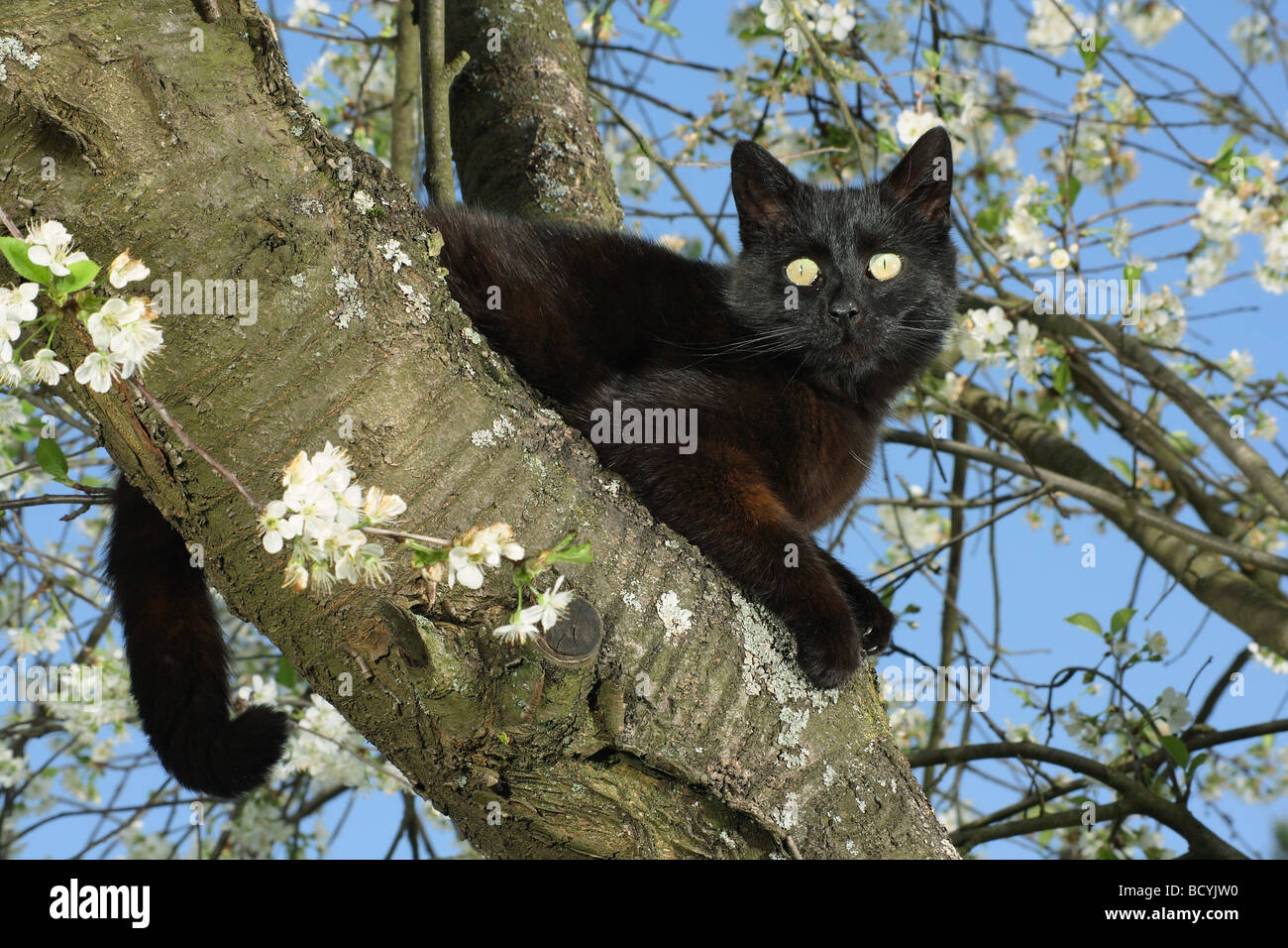 black cat - lying on tree Stock Photo - Alamy
