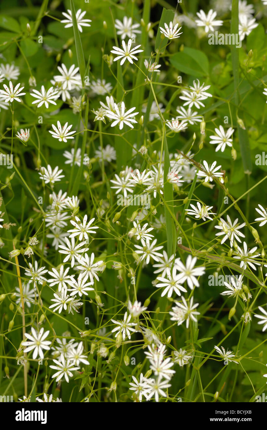 Lesser Stitchwort, stellaria graminea, wildflower, Fleet Valley ...