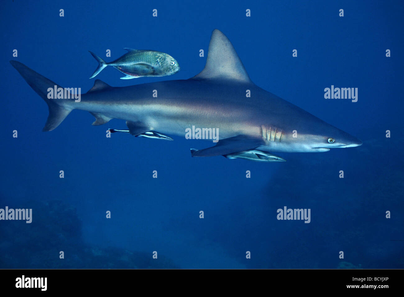 Shortfin Mako Shark (Isurus oxyrinchus) under water Stock Photo - Alamy
