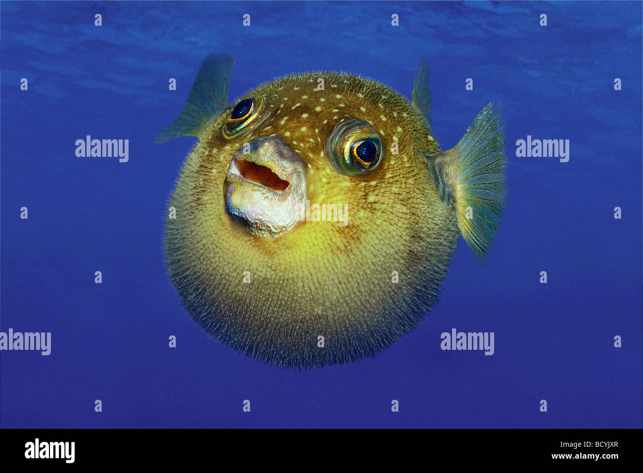 Porcupinefish (Diodon hystrix) inflated for defense Stock Photo - Alamy