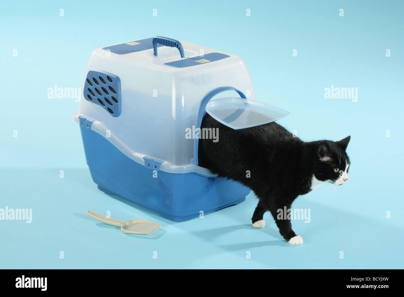 domestic cat - getting out of transport box Stock Photo - Alamy