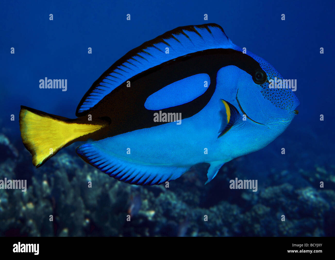 blue tang surgeonfish / Acanthurus coerulens Stock Photo - Alamy