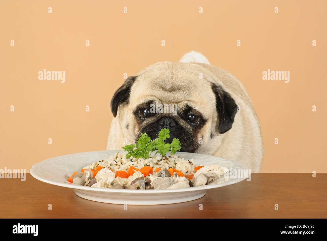pug at table with plate Stock Photo - Alamy