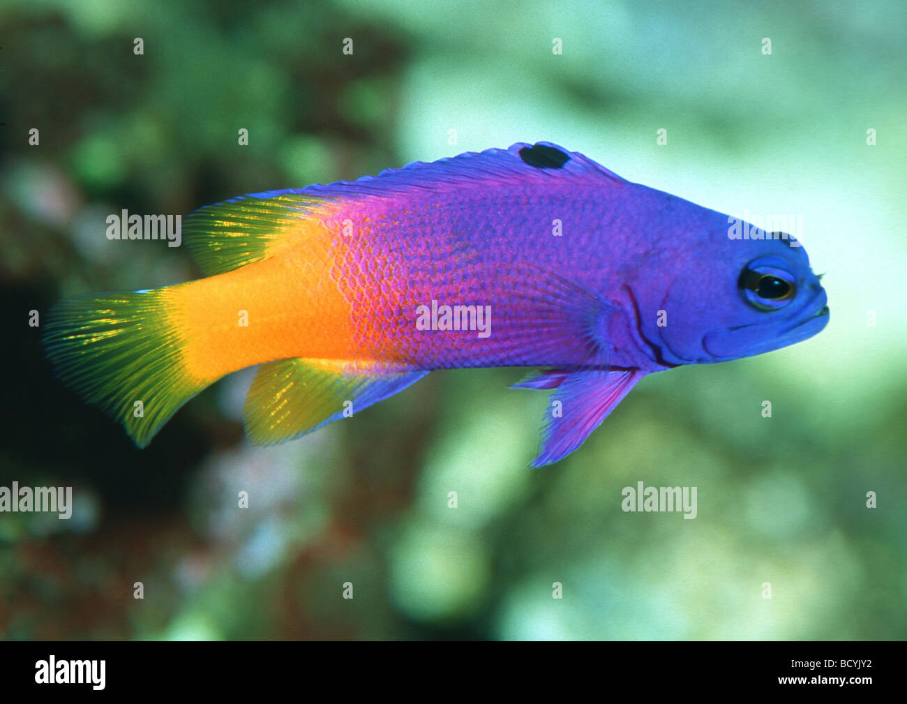 Royal Gramma (Gramma loreto). Australia Stock Photo - Alamy