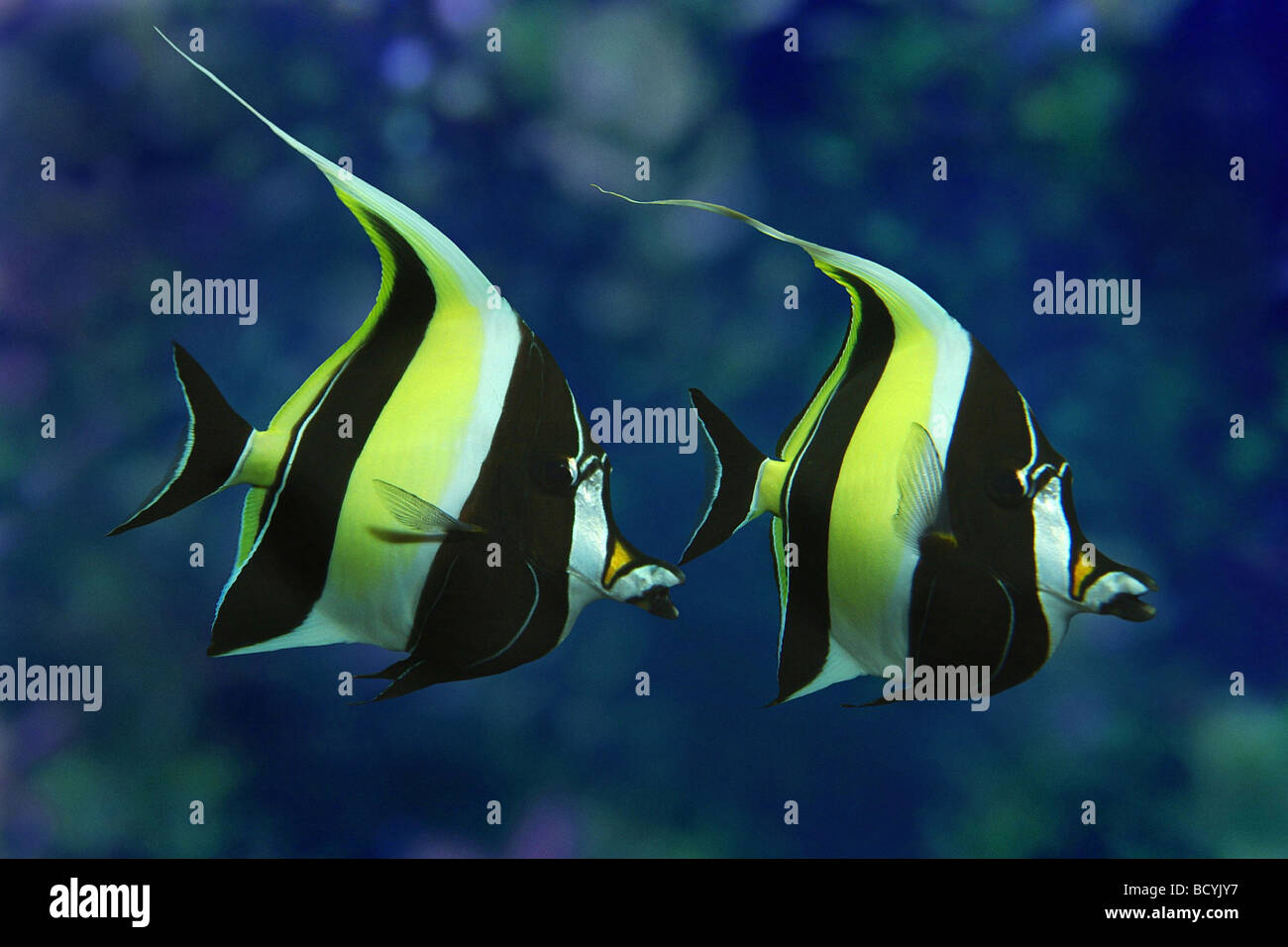 Moorish idol zanclidae hi-res stock photography and images - Alamy