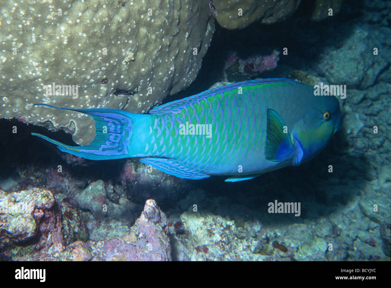parrotfishes / Scaridae / Callyodontidae Stock Photo - Alamy